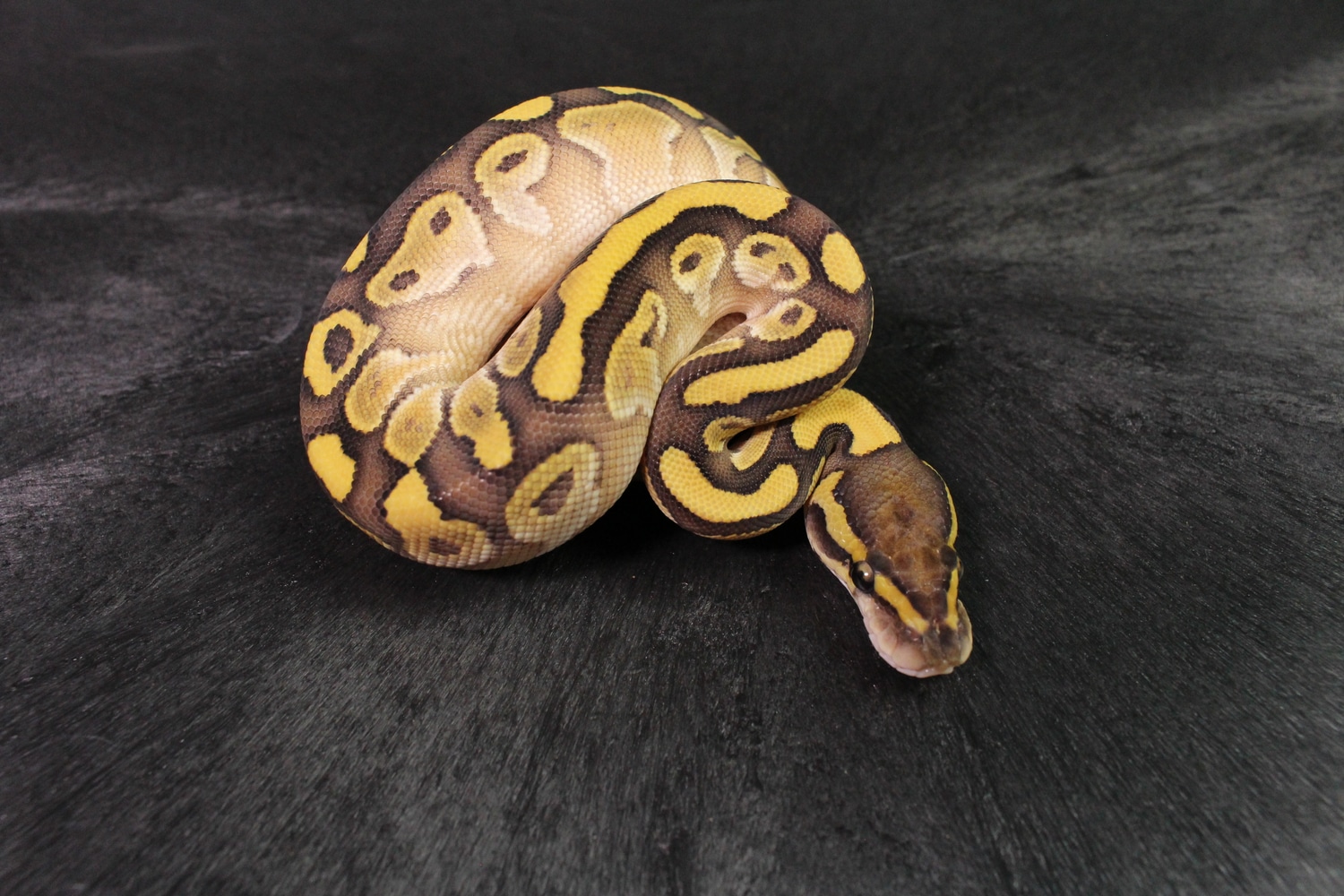 Lesser Ball Python by Expressive Exotics Reptiles & Feeders - MorphMarket