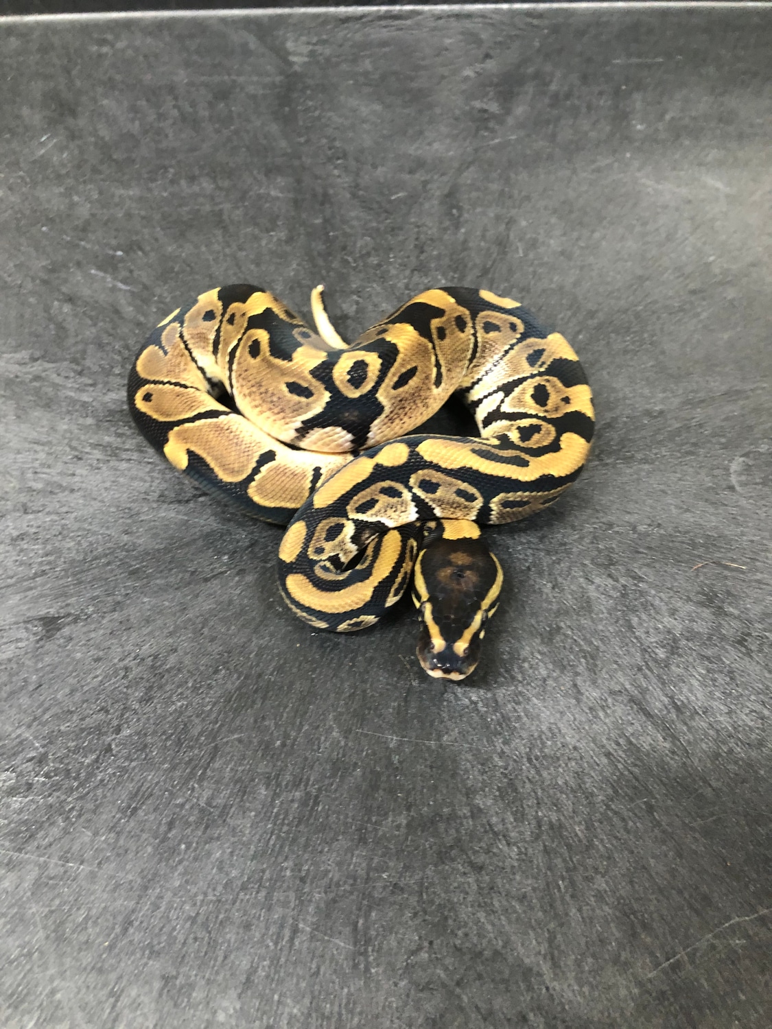 100% Het Lightning Pied Double Het VPI Axanthic Het Piebald Ball Python ...