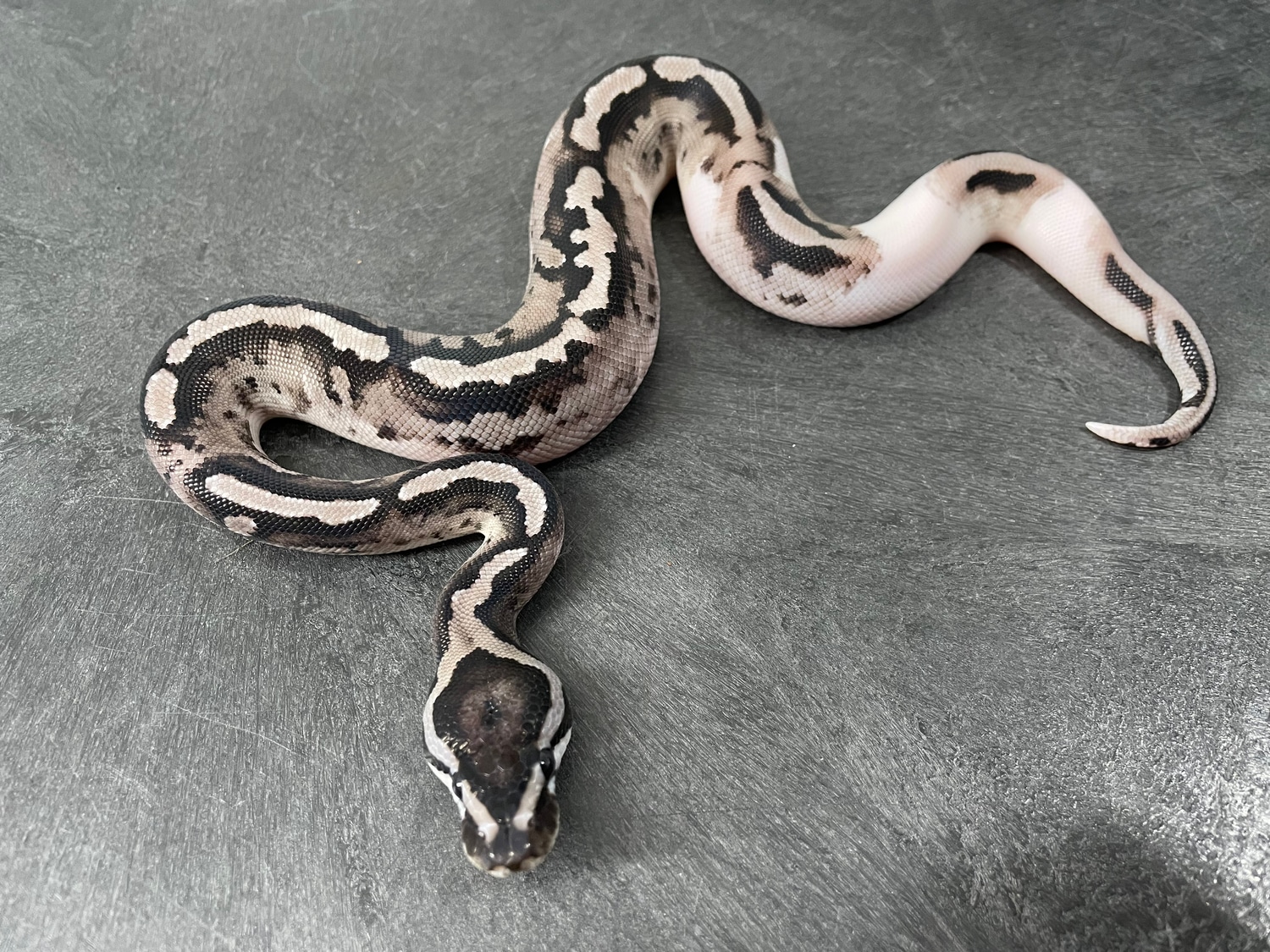 VPI Axanthic Piebald Pos Enchi Ball Python by Expressive Exotics ...