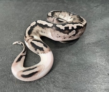 VPI Axanthic Piebald Pos Enchi Ball Python by Expressive Exotics ...