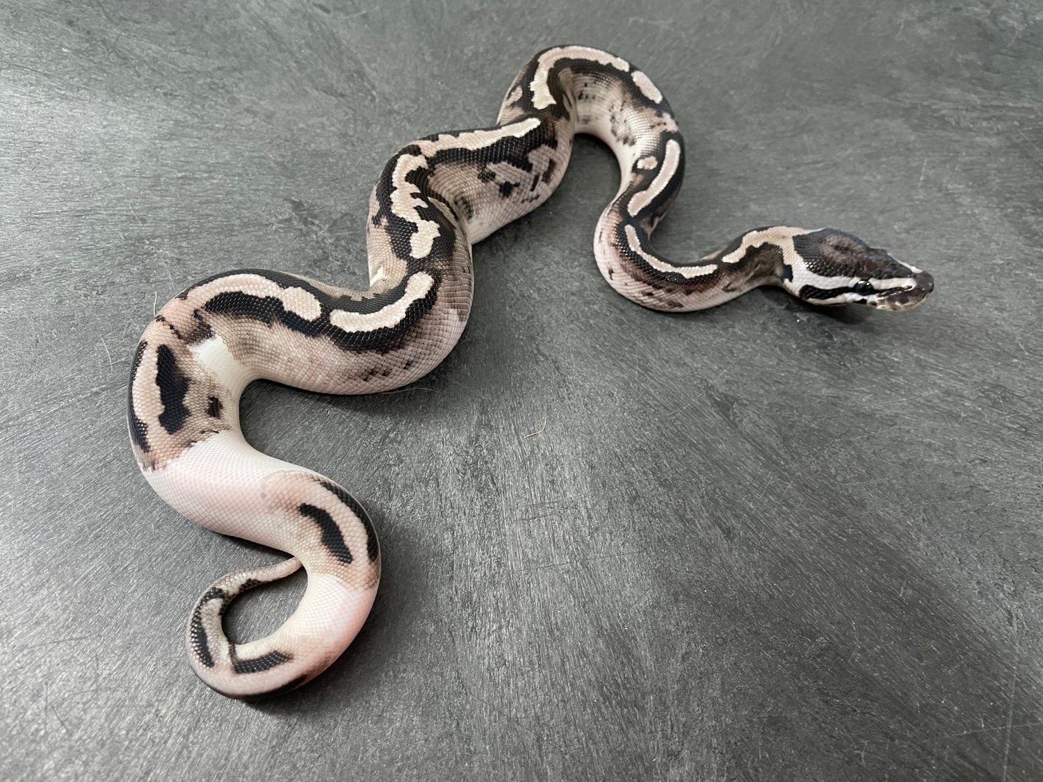 VPI Axanthic Piebald Pos Enchi Ball Python by Expressive Exotics ...
