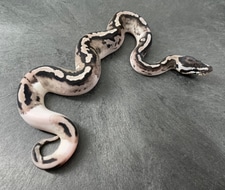 VPI Axanthic Piebald Pos Enchi Ball Python by Expressive Exotics ...