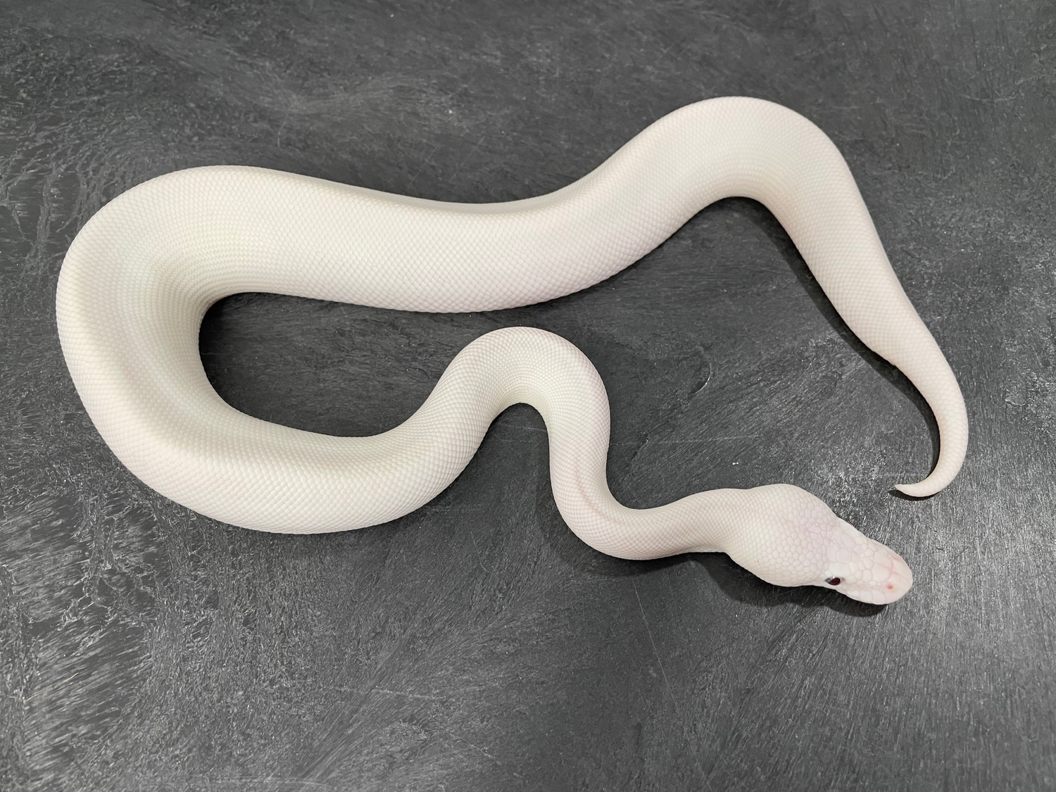 Mojave Lesser 100% Desert Ghost 50% Het Piebald - BEL Blue Eyed Lucy ...