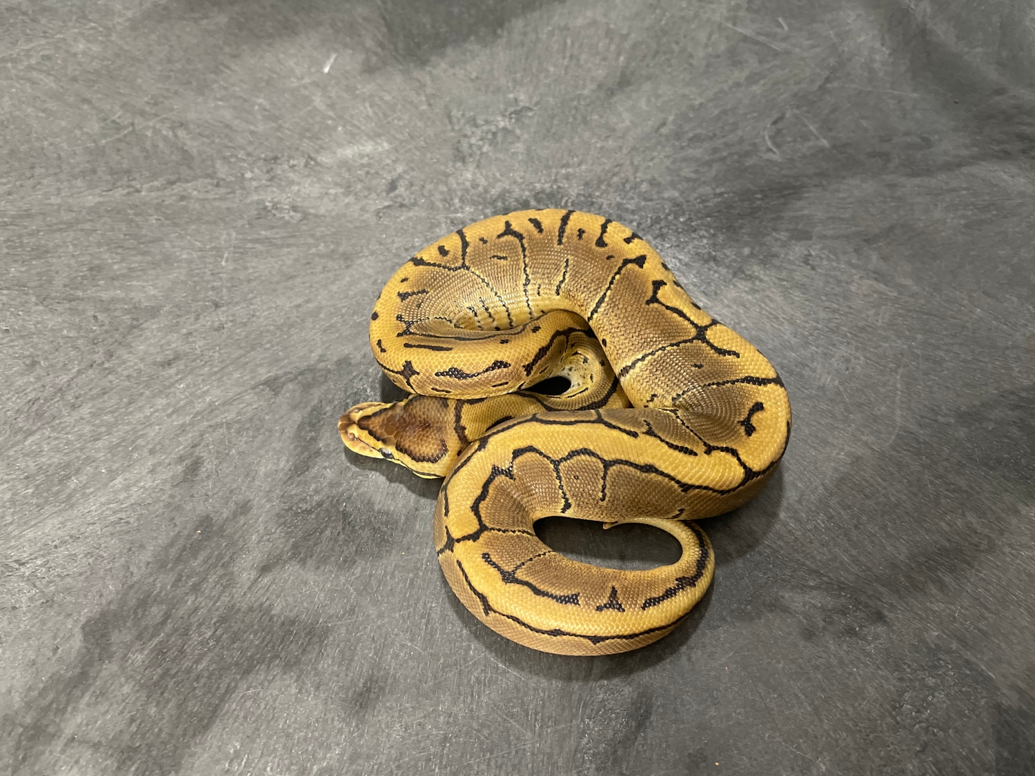 Pinstripe 100% Dh VPI Axanthic / Desert Ghost 66% Het Piebald Ball ...