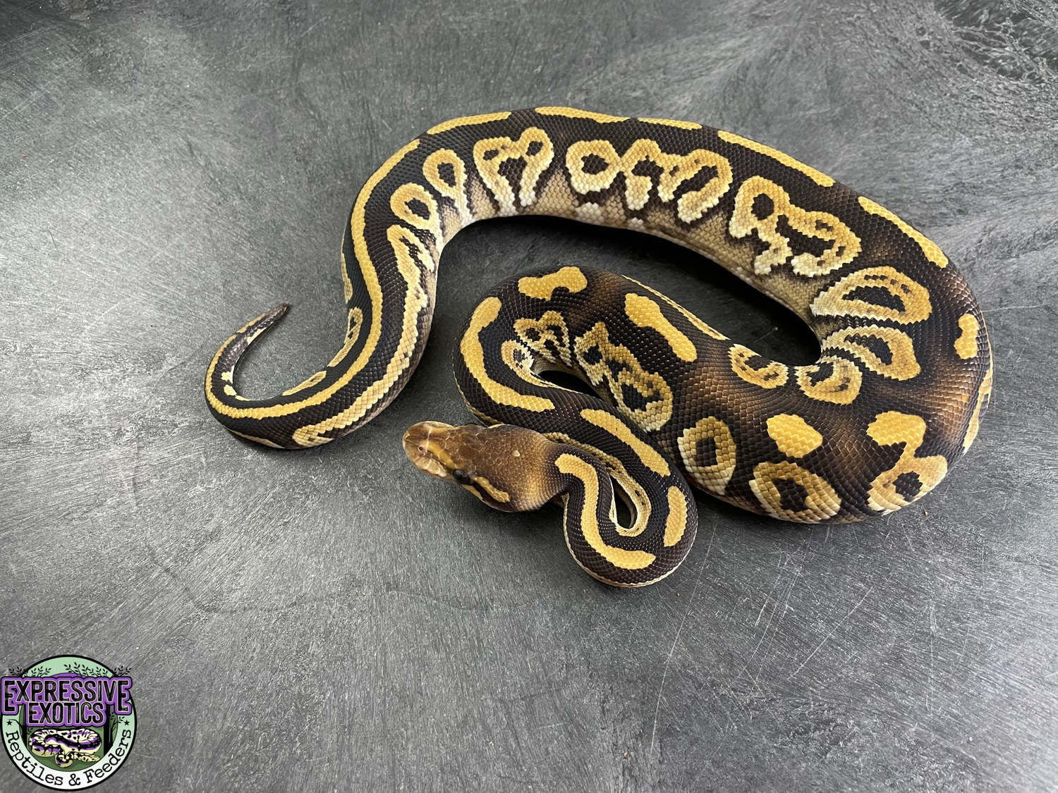 Black Pastel Mojave 100% Dh Desert Ghost / VPI Axanthic 66% Het Piebald ...