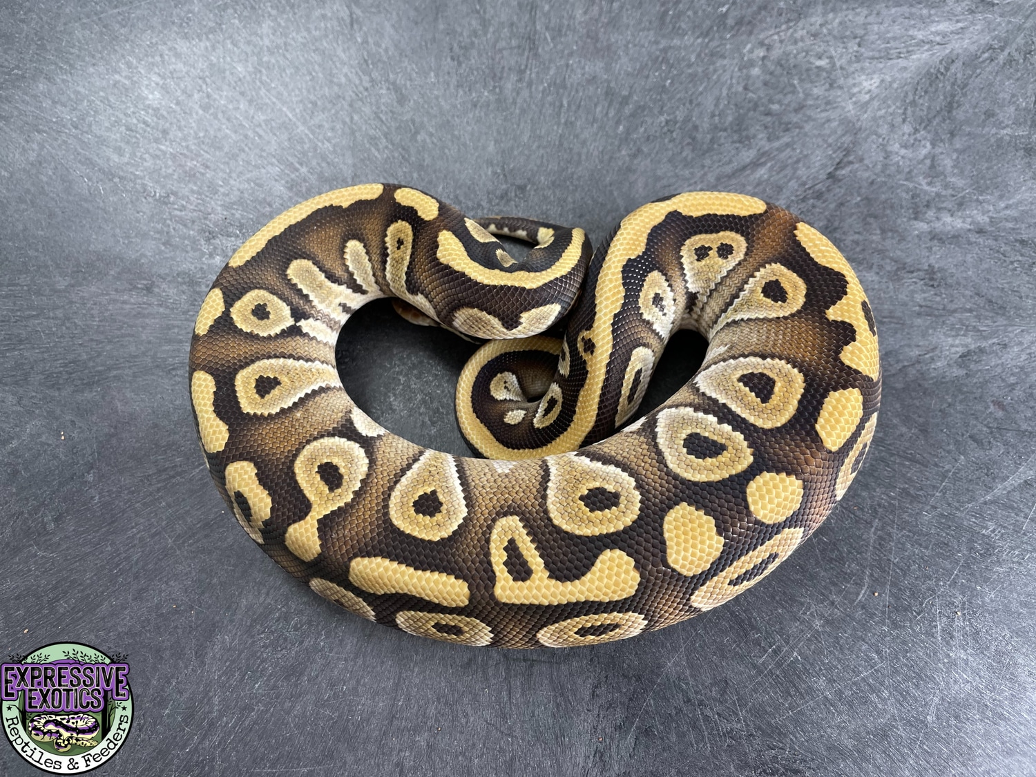 Mojave 100% Het Desert Ghost 66% Het Piebald Ball Python by Expressive ...