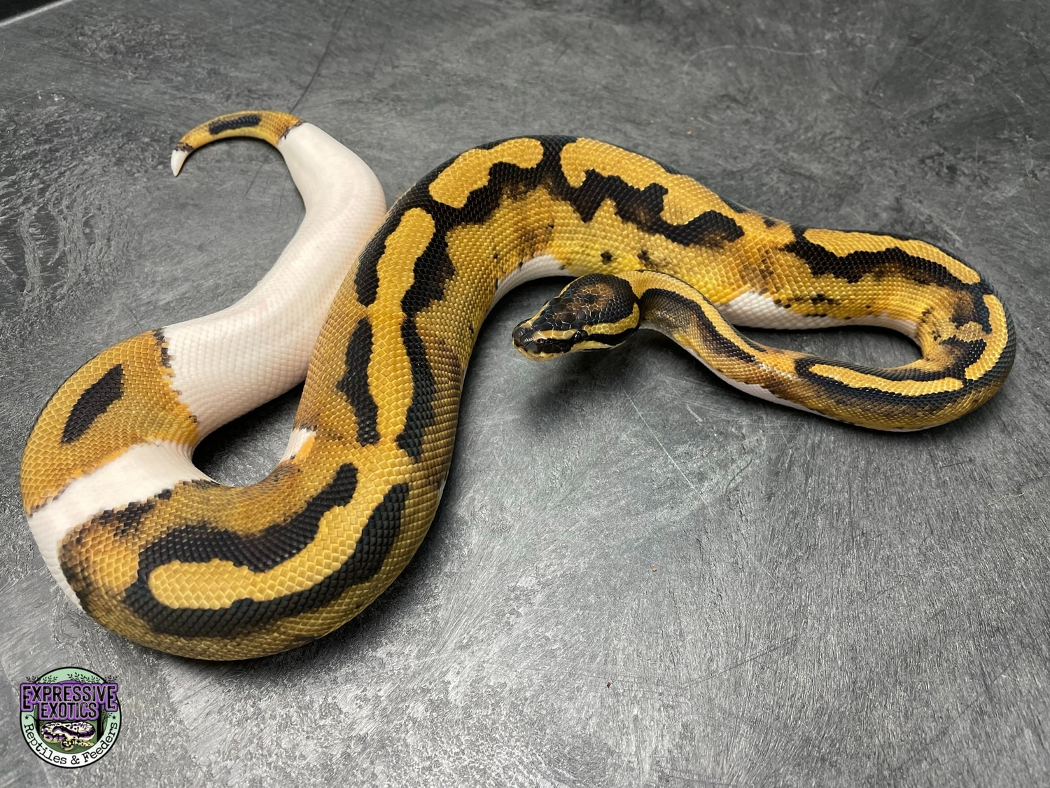 *SALE* Piebald 100% Dh Desert Ghost / VPI Axanthic Ball Python by ...