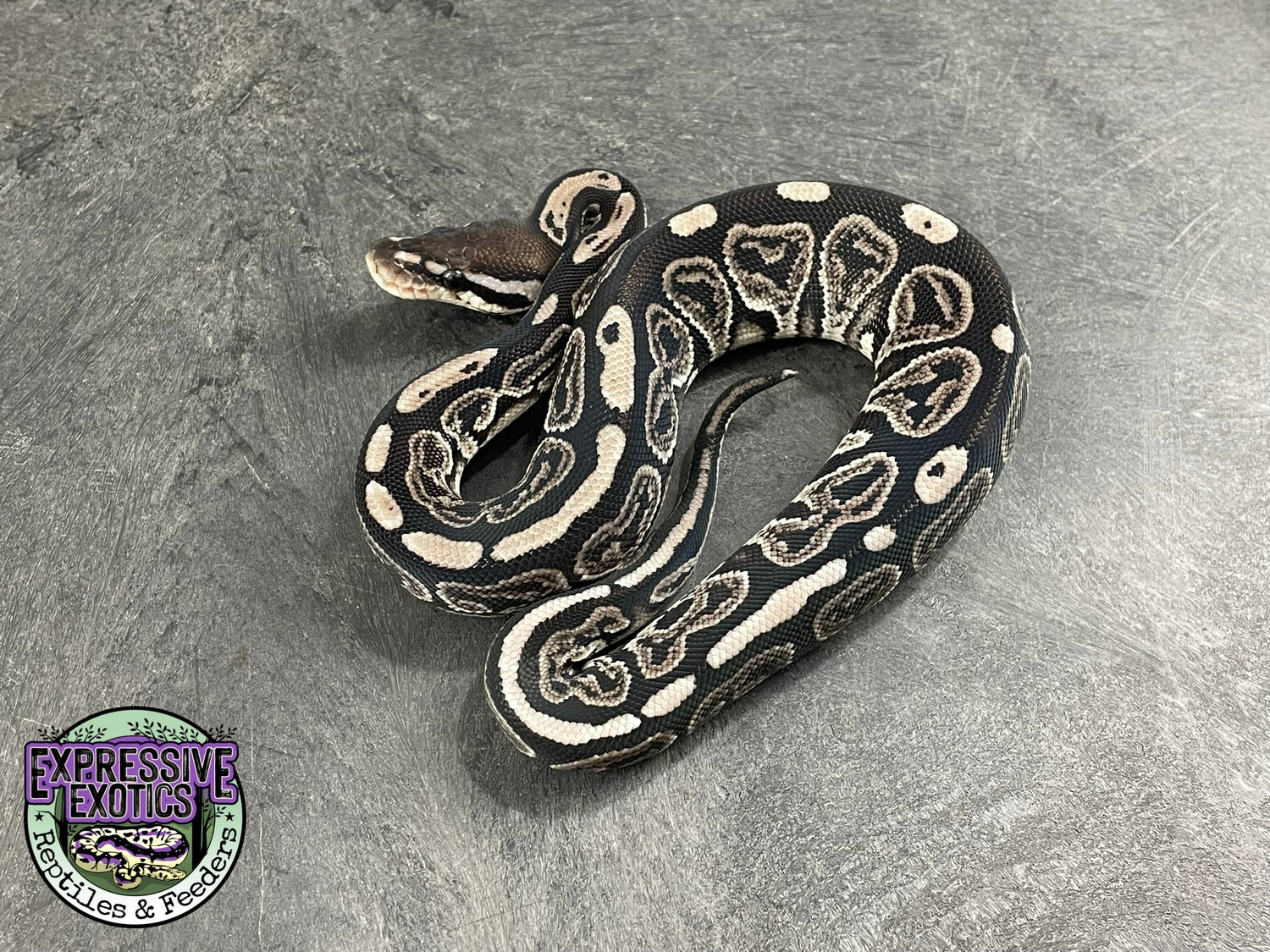 VPI Axanthic Black Pastel 50% Het Puzzle Ball Python by Expressive ...