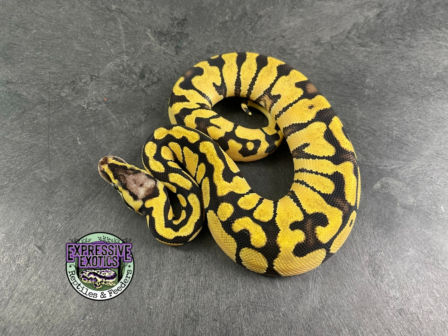 Enchi Pastel 100% Het Clown 50% Het Desert Ghost Ball Python by ...