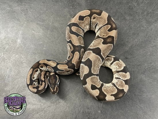 VPI Axanthic Enchi 100% Het Piebald Ball Python by Expressive Exotics ...