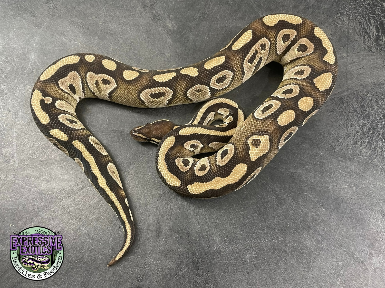 Mojave 100% Dh VPI Axanthic / Desert Ghost 66% Het Piebald Ball Python ...