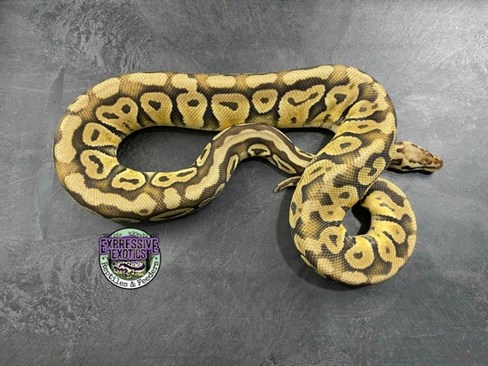 Super Pastel Dbl Het Clown / Desert Ghost Ball Python by Expressive ...
