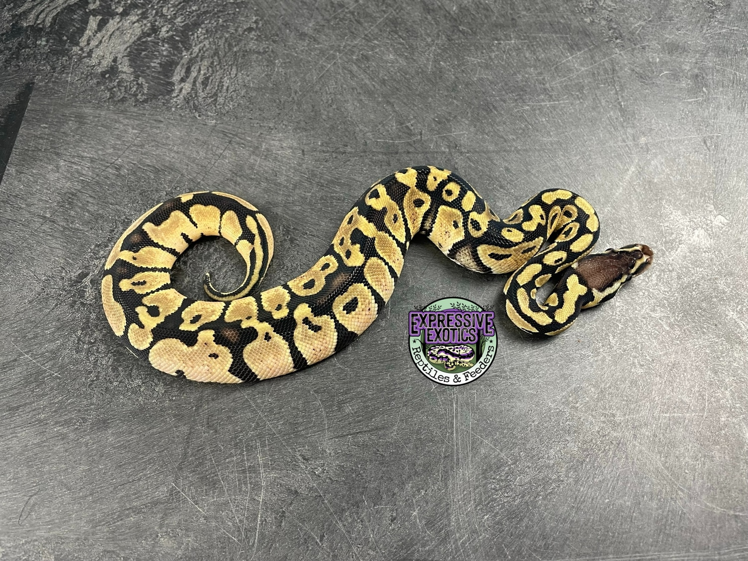 Pastel 66% Het Puzzle 66% Het VPI Axanthic Ball Python by Expressive ...
