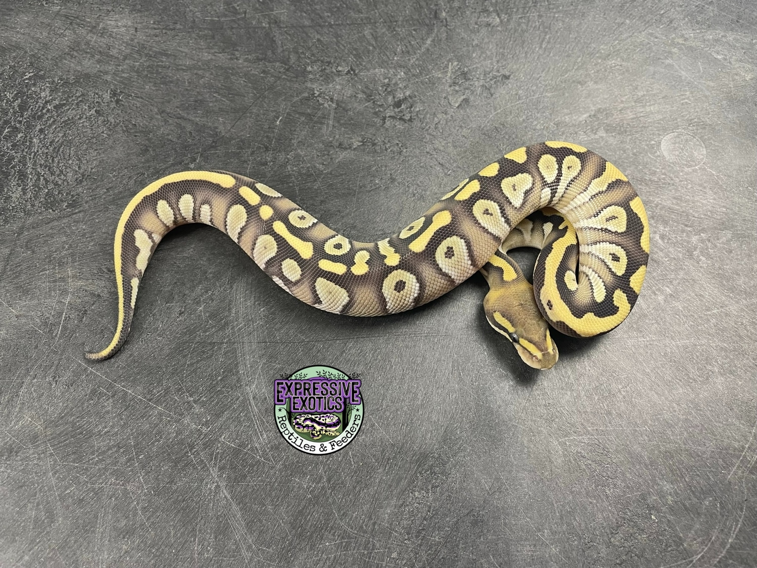 Mojave Desert Ghost 66% Het Piebald Ball Python by Expressive Exotics ...