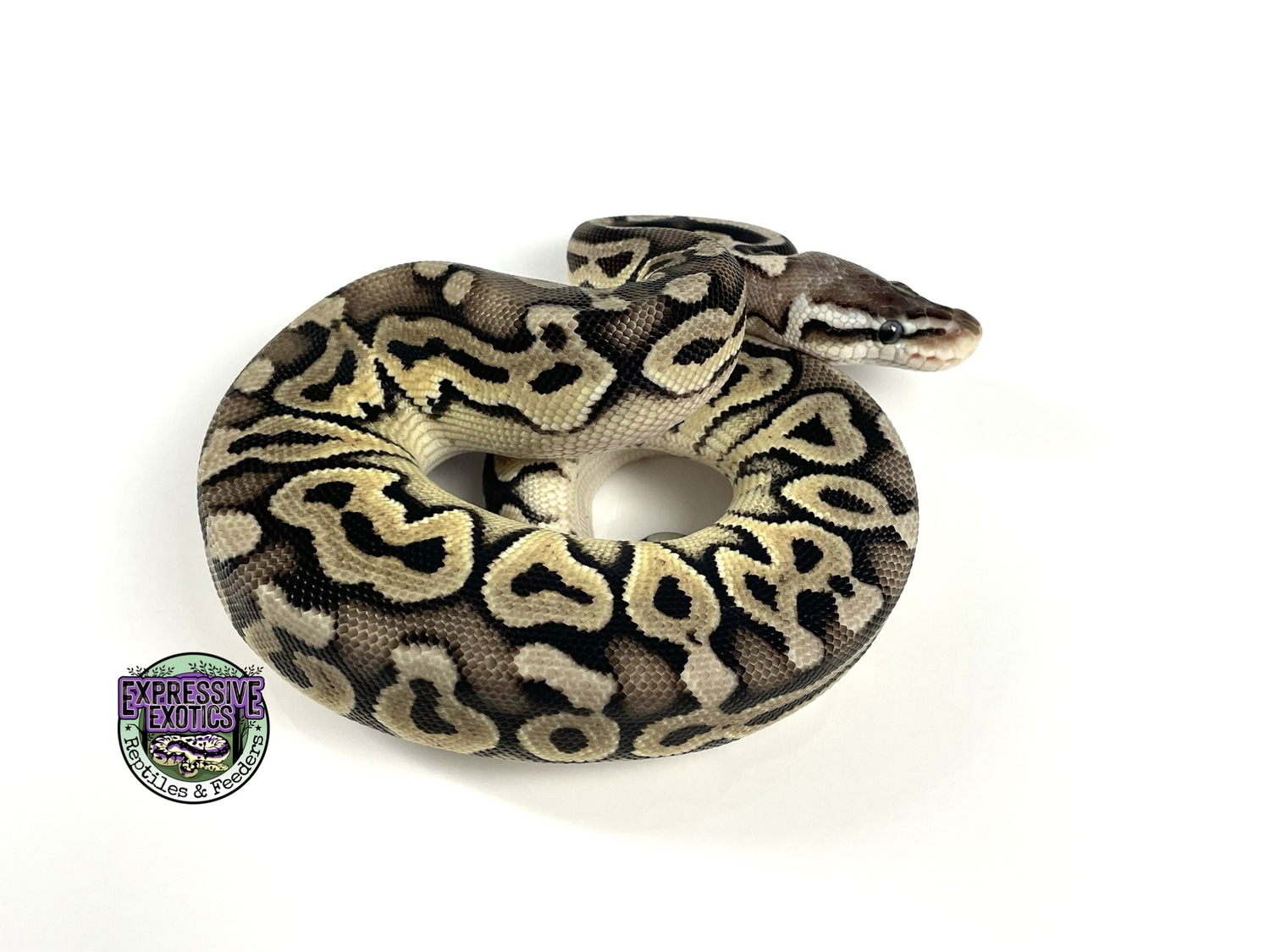 Pastel Cinnamon 100% Het Clown 50% Het Desert Ghost Ball Python by ...
