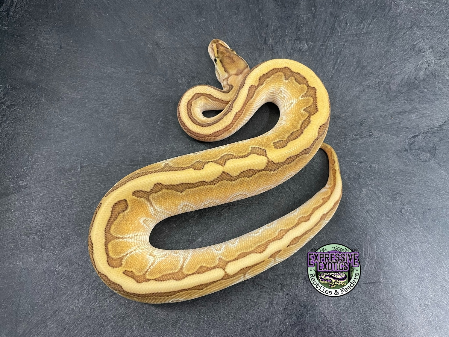 Enchi Lesser Pinstripe 100% Het Clown 50% Het Desert Ghost Ball Python ...