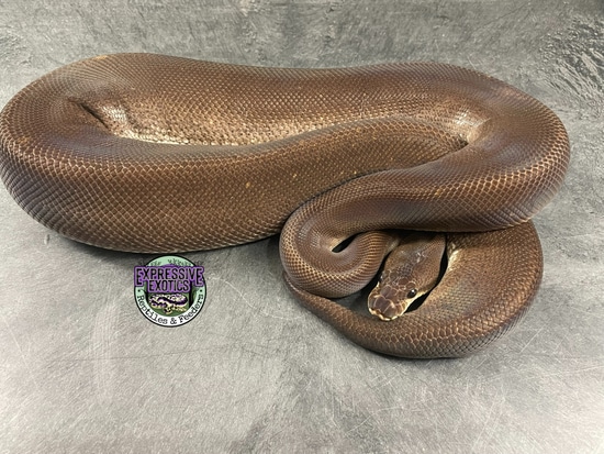 Super Cinnamon Ball Python by Expressive Exotics Reptiles & Feeders