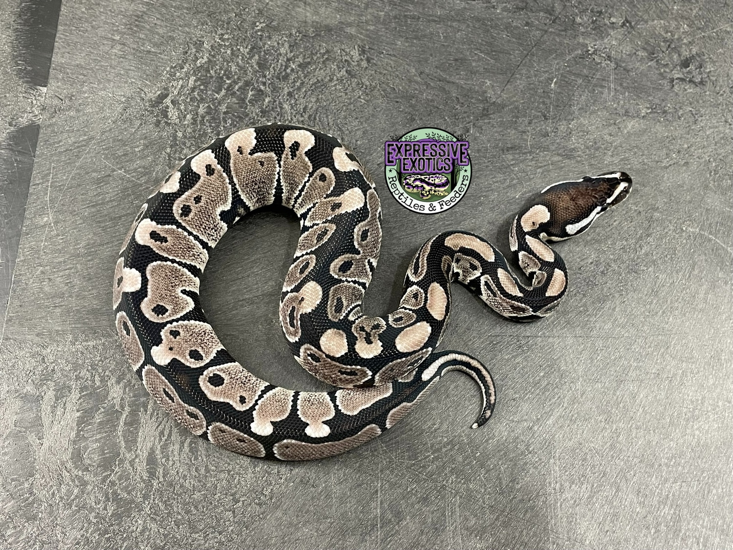 VPI Axanthic 50% Het Puzzle Ball Python by Expressive Exotics Reptiles ...