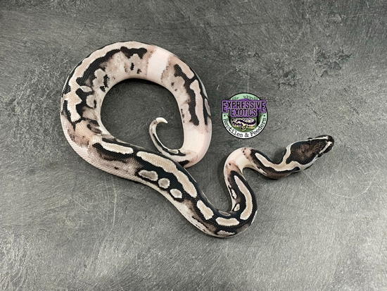 VPI Axanthic Piebald Ball Python by Expressive Exotics Reptiles & Feeders