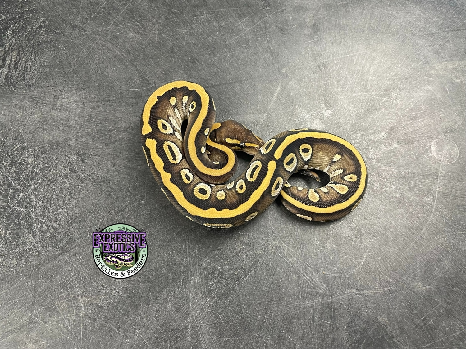 Mojave 100% Dbl Het Albino / Desert Ghost 50% Het Piebald Ball Python ...