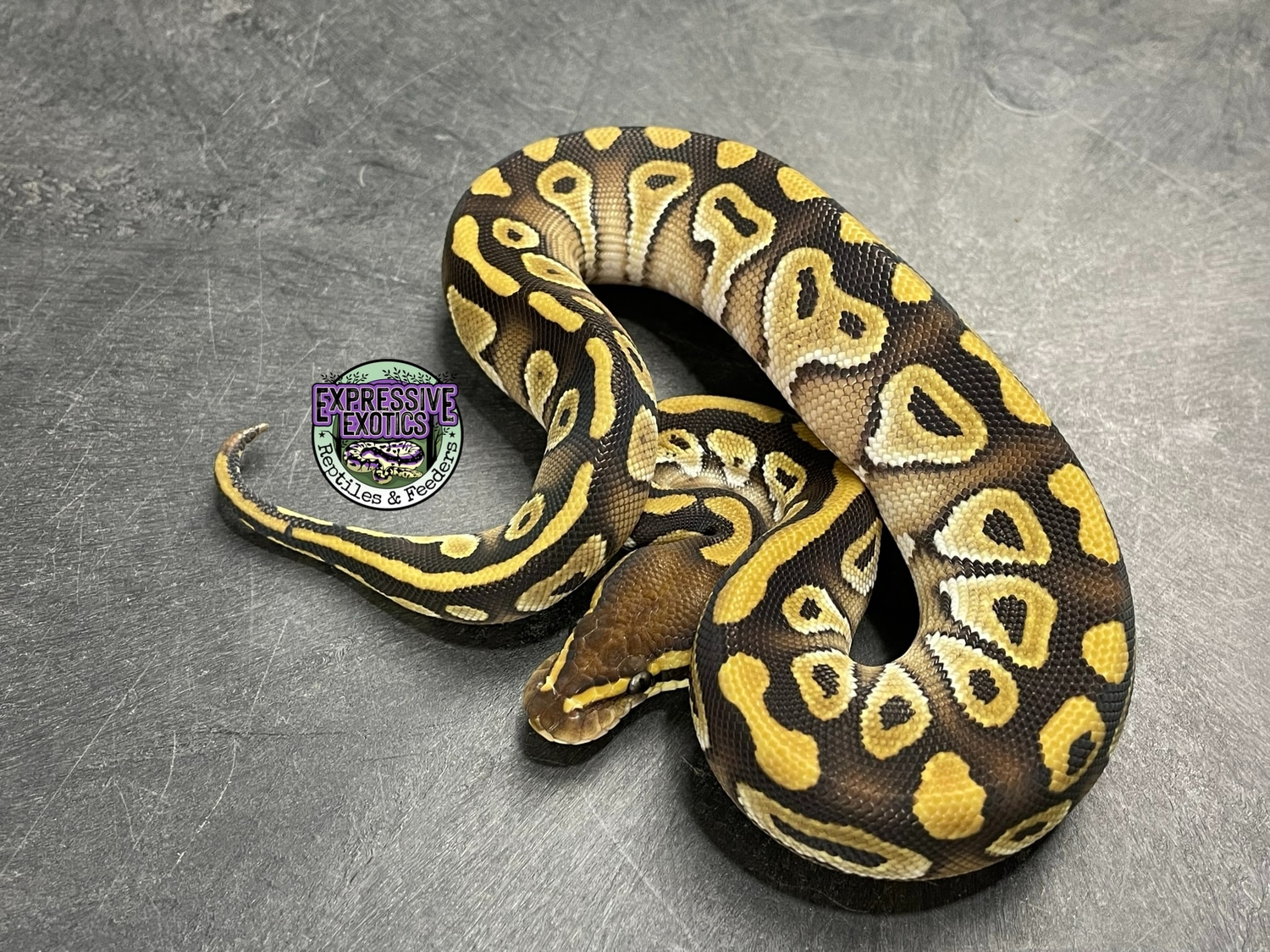 Mojave 100% Dbl Het Albino / Desert Ghost 50% Het Piebald Ball Python ...