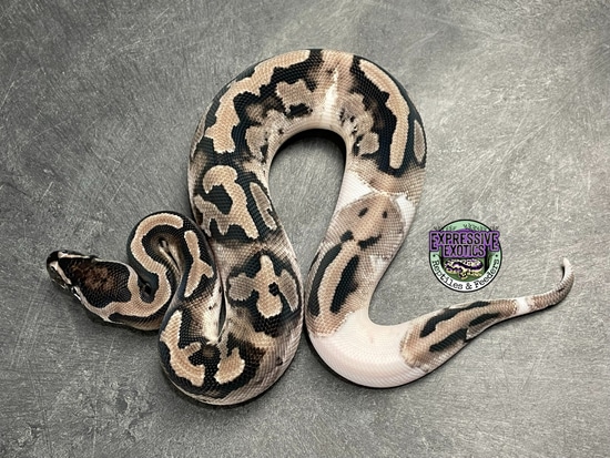 VPI Axanthic Piebald Ball Python by Expressive Exotics Reptiles & Feeders