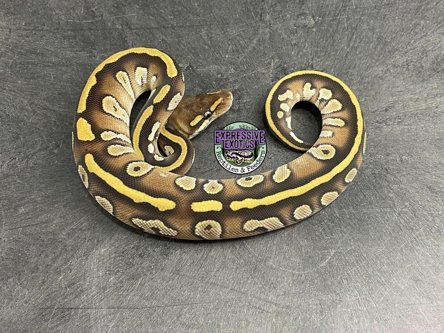 Mojave 100% Het Desert Ghost 66% Het Piebald Ball Python by Expressive ...