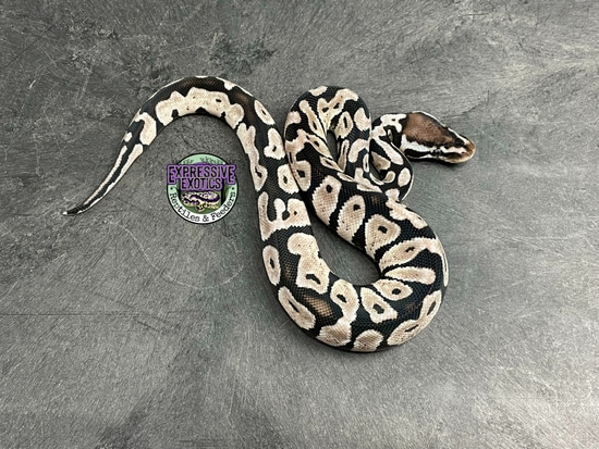 Pastel VPI Axanthic 50% Het Puzzle Ball Python by Expressive Exotics ...