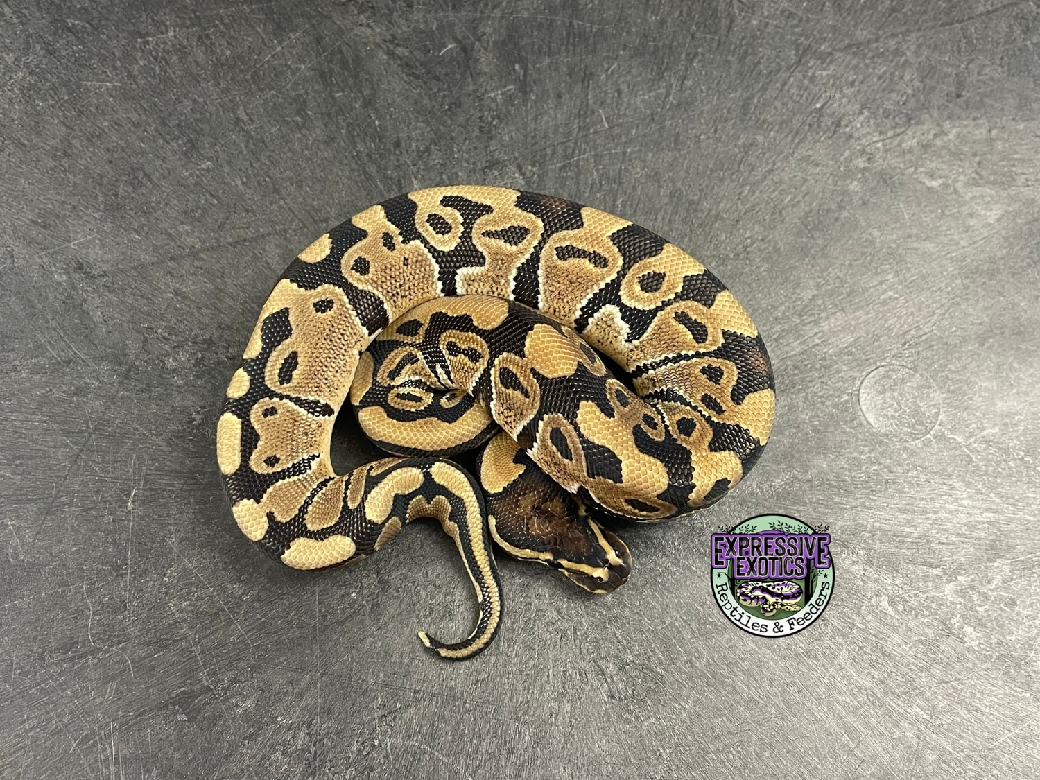 100% Triple Het Clown / Piebald / VPI Axanthic Ball Python by ...