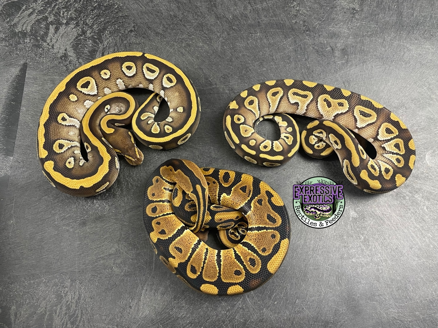 100% Dbl Het Desert Ghost / Albino 50% Het Piebald Group - 2 Females 1 ...