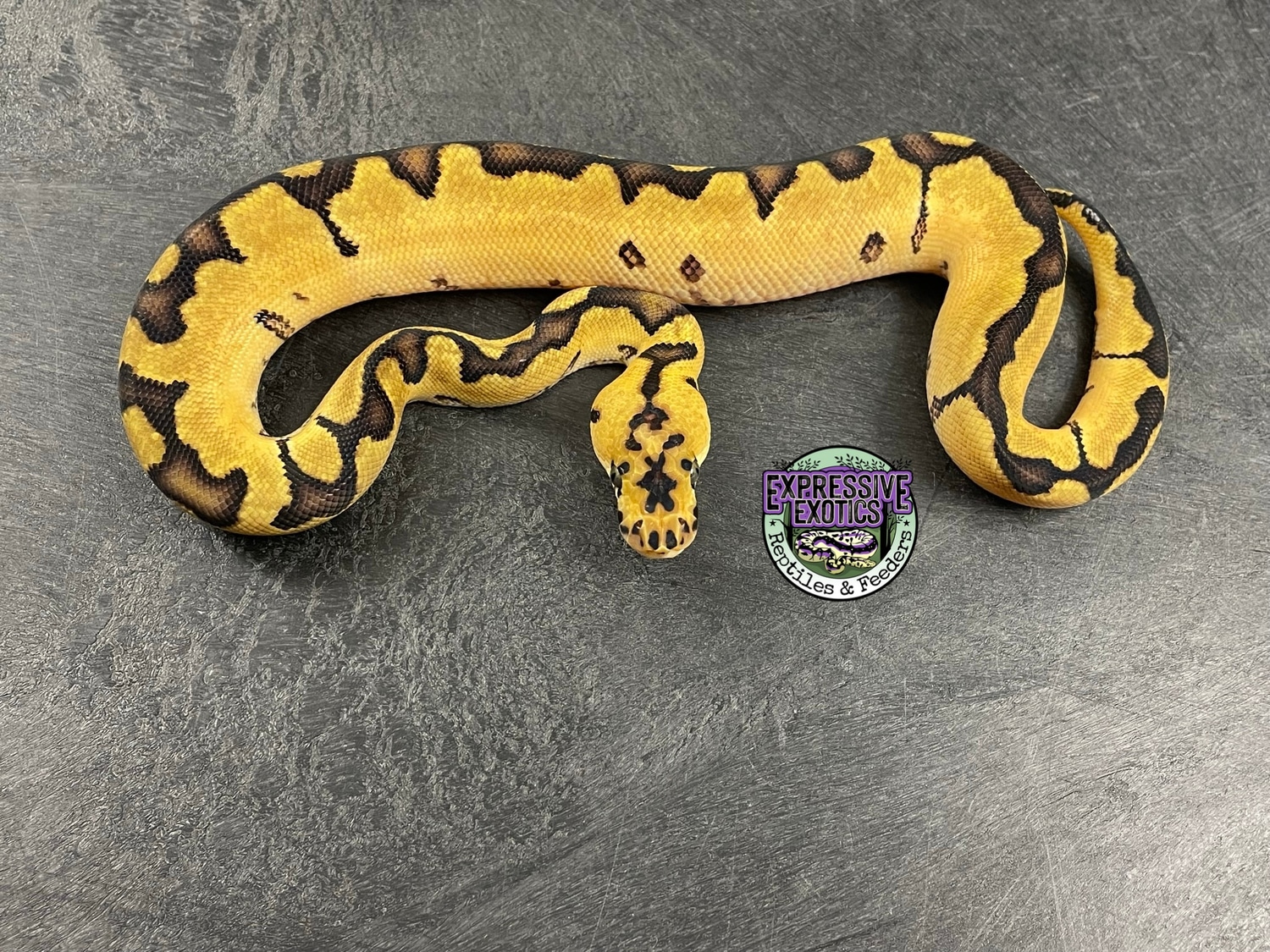 Pastel Enchi Clown 66% Het Desert Ghost Ball Python by Expressive ...
