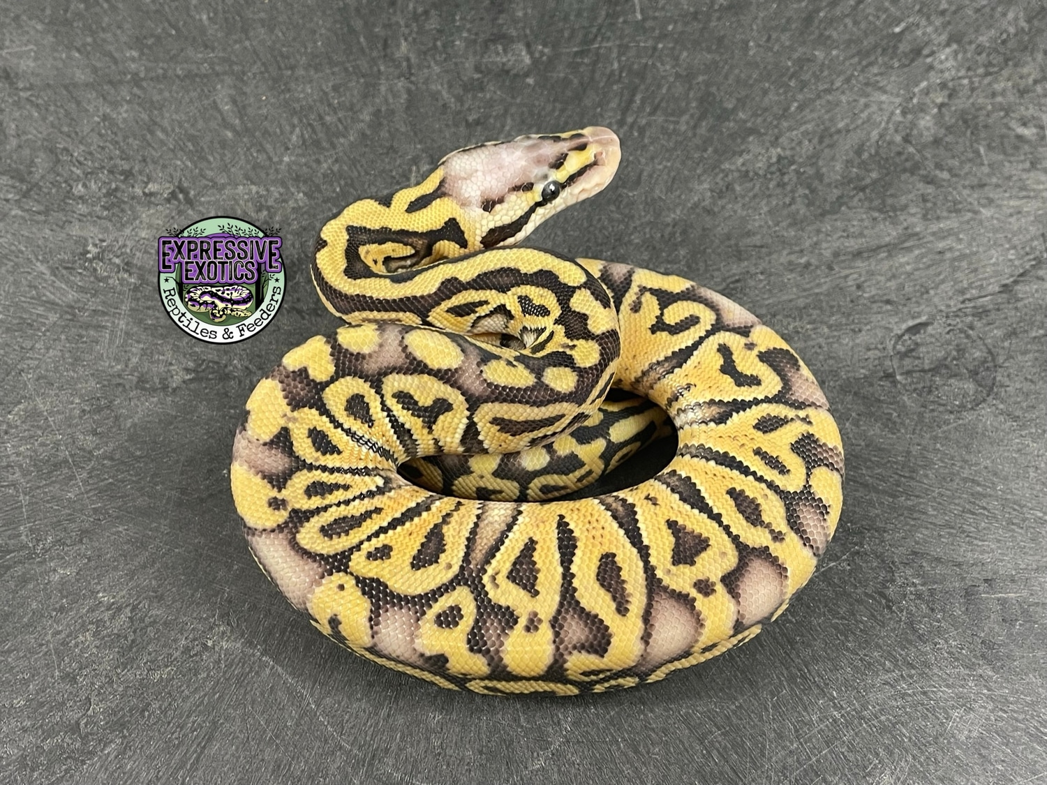 Super Pastel 100% Het Clown 66% Het Desert Ghost Ball Python by ...