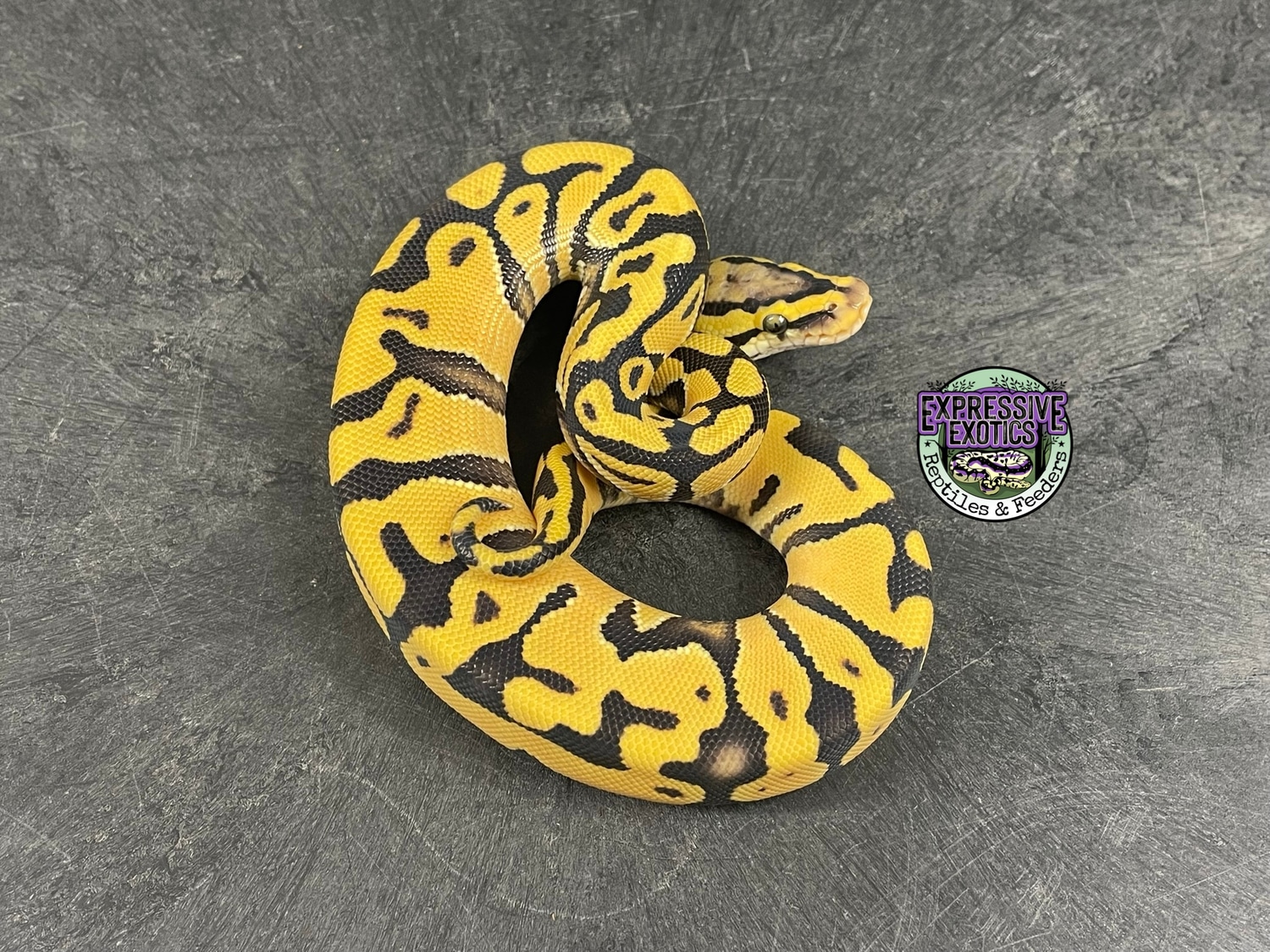 Pastel Enchi Desert Ghost 100% Het Clown Ball Python by Expressive ...