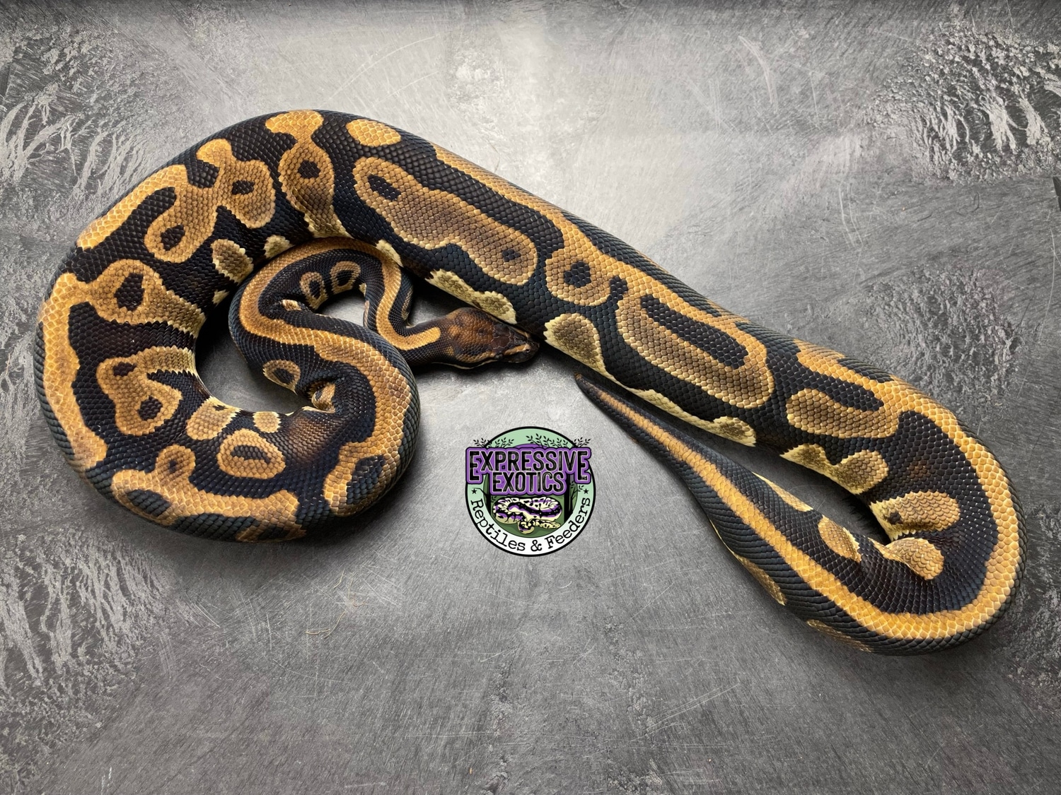 Leopard 100% Het Desert Ghost / Piebald / Cryptic Ball Python by ...