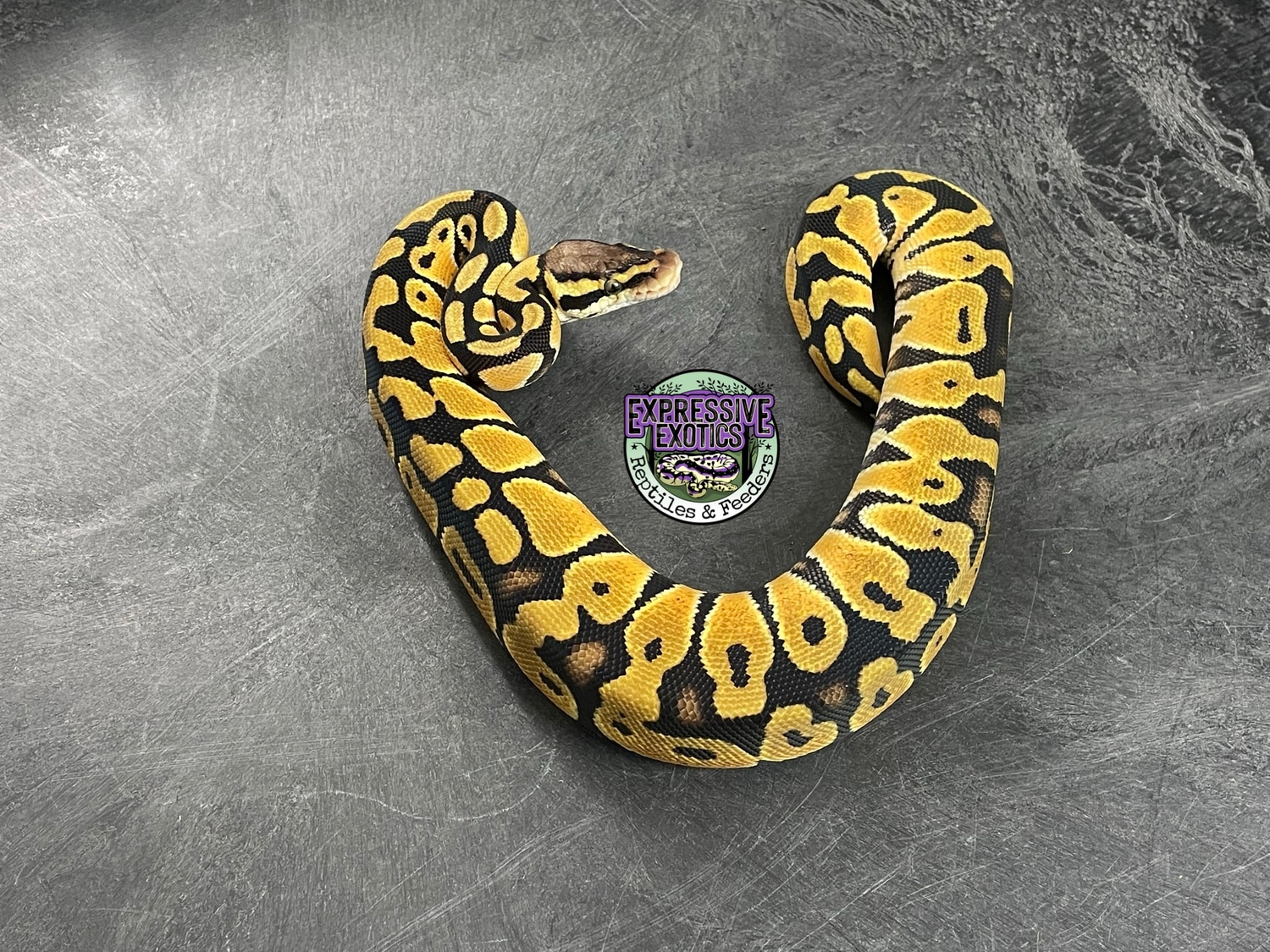 Pastel 100% Het Clown 50% Het Desert Ghost Ball Python by Expressive ...