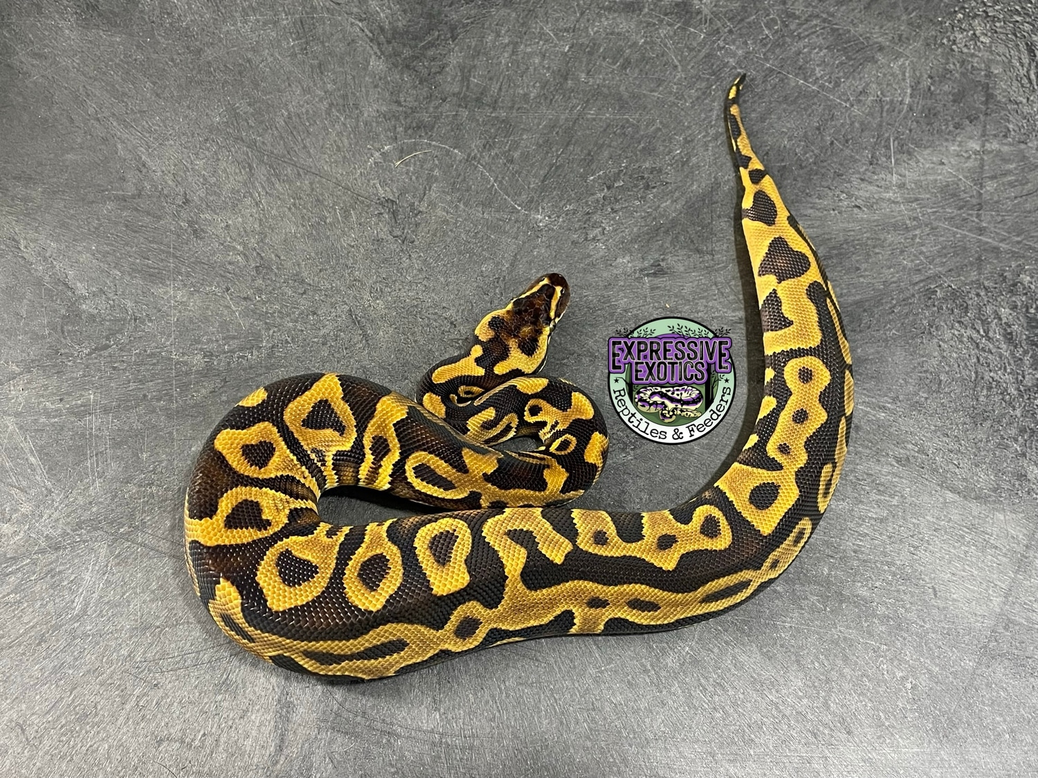 Leopard Crypton 66% Het Desert Ghost 50% Het Piebald Ball Python by ...