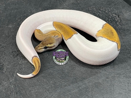 Mojave Piebald 100% Het Desert Ghost 50% Het Cryptic Ball Python by ...