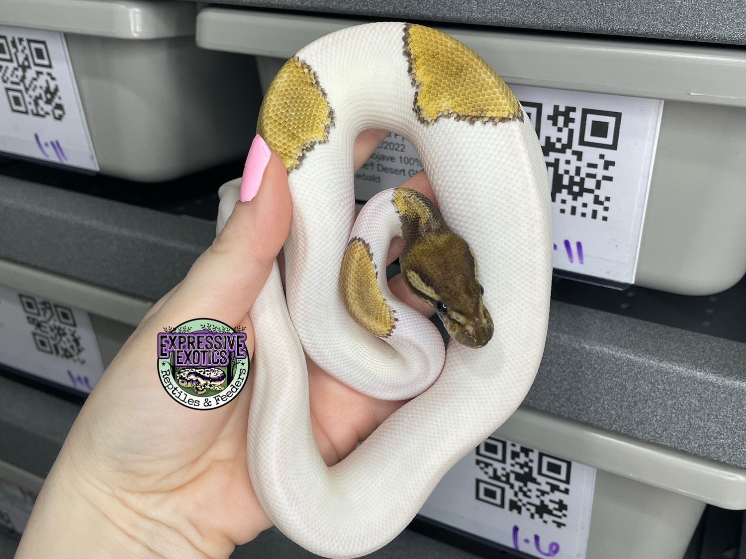 Mojave Piebald 100% Dbl Het VPI Axanthic / Desert Ghost Ball Python by ...