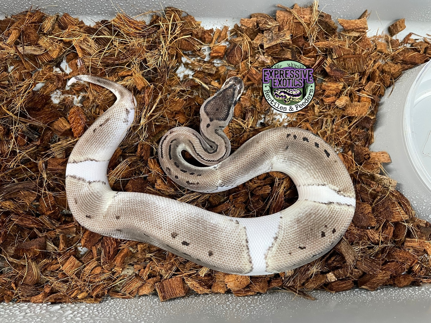 VPI Axanthic Pinstripe Piebald Ball Python by Expressive Exotics ...