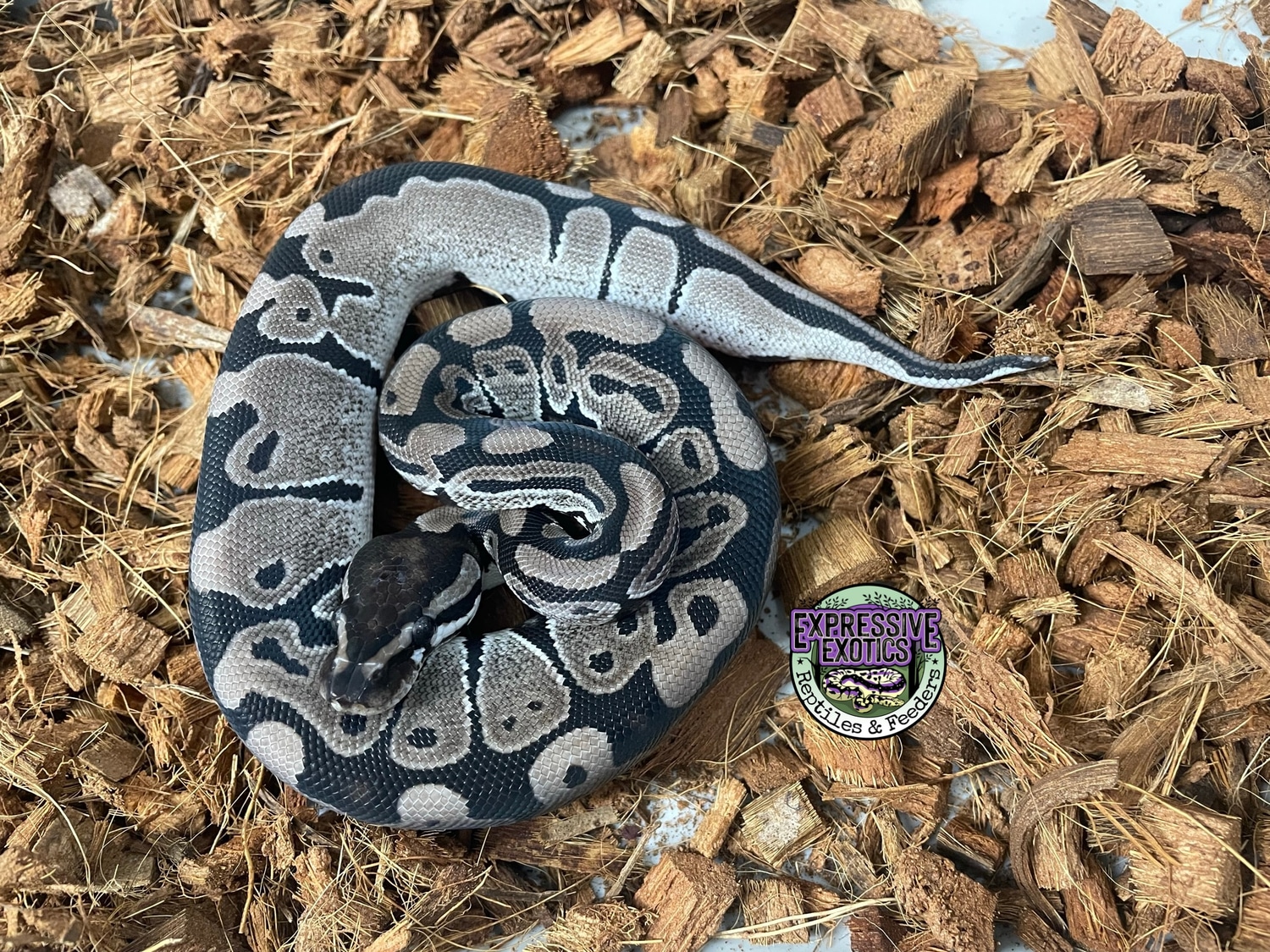 VPI Axanthic 100% Het Piebald Ball Python by Expressive Exotics Reptiles & Feeders - MorphMarket