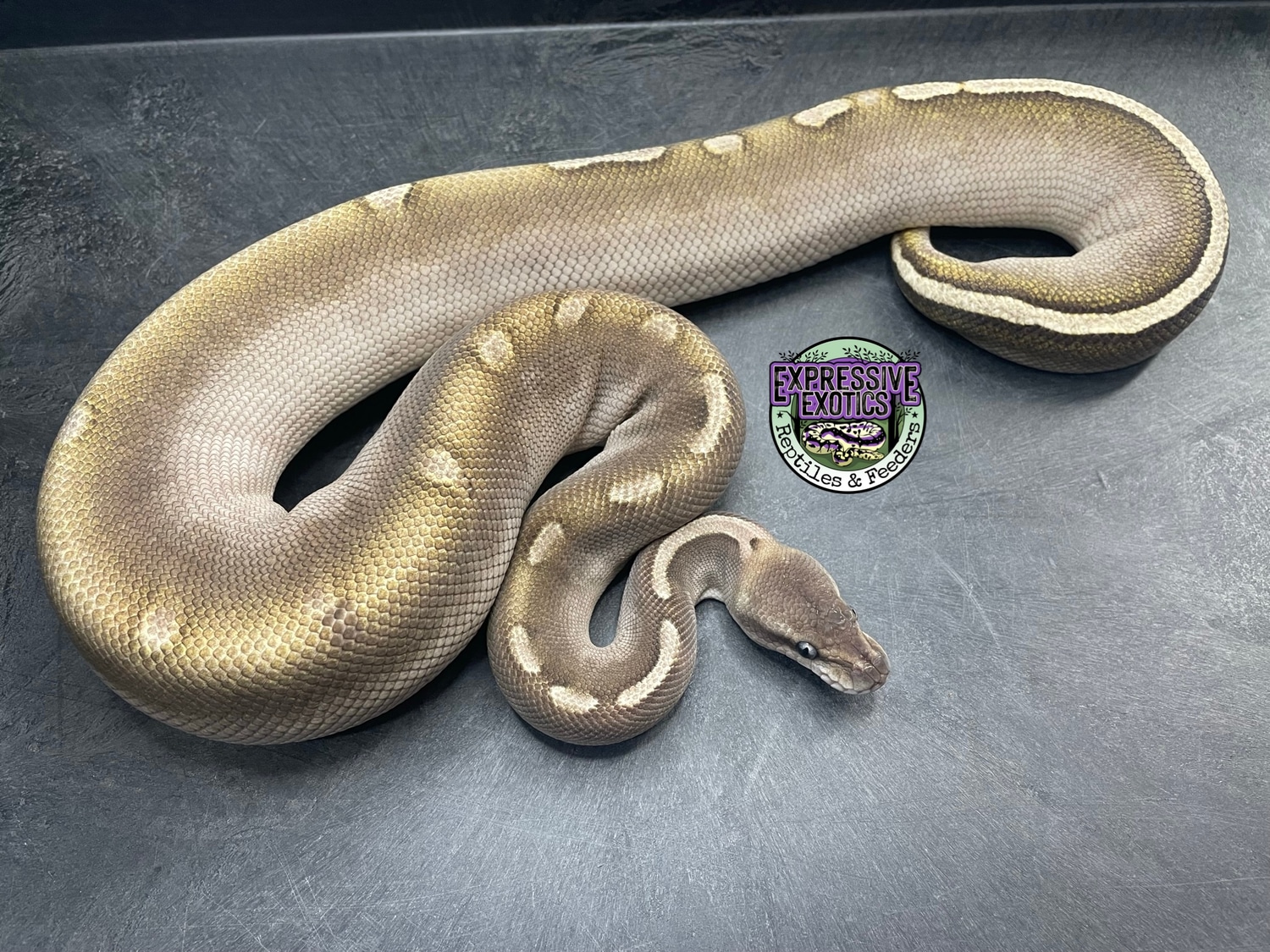 GHI Black Pastel Lesser Ball Python by Expressive Exotics Reptiles ...