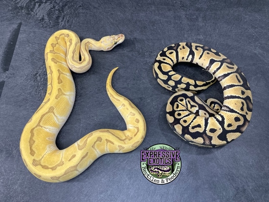 100% Het Clown 50% Het Desert Ghost Pair - Pastel Enchi Pinstripe ...