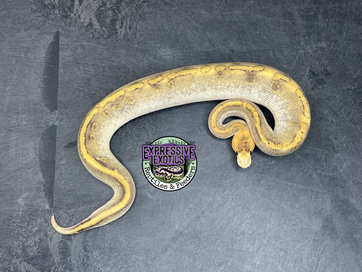 Champagne 66% Het VPI Axanthic / Hypo 50% Het Tri-Stripe Ball Python by Expressive Exotics ...