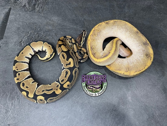 Project Pair - Champagne 66% Het VPI Axanthic / Hypo 50% Het Tri-Stripe Ball Python by ...