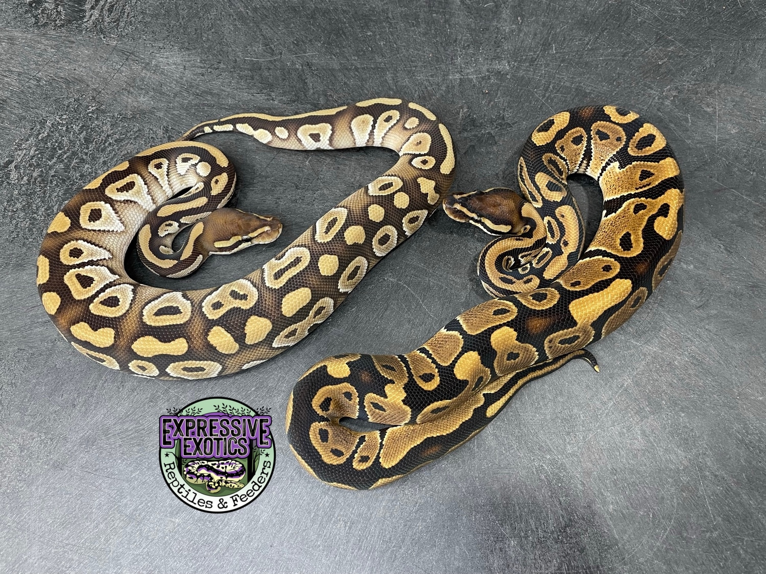 Albino / Desert Ghost / Piebald Project Pair Ball Python by Expressive ...