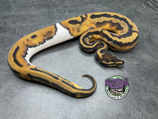 Piebald 100% Het Desert Ghost 50% Het Cryptic Ball Python by Expressive ...