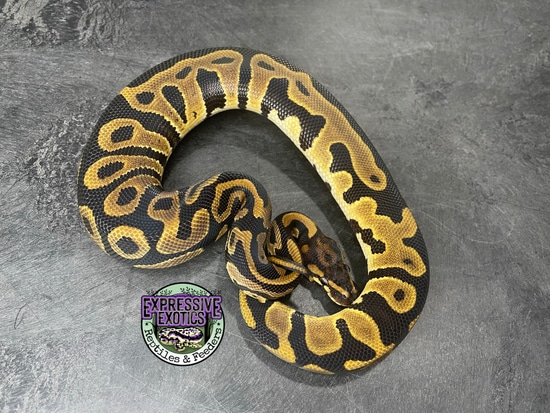 Leopard Crypton Het Piebald 66% Het Desert Ghost Ball Python by ...