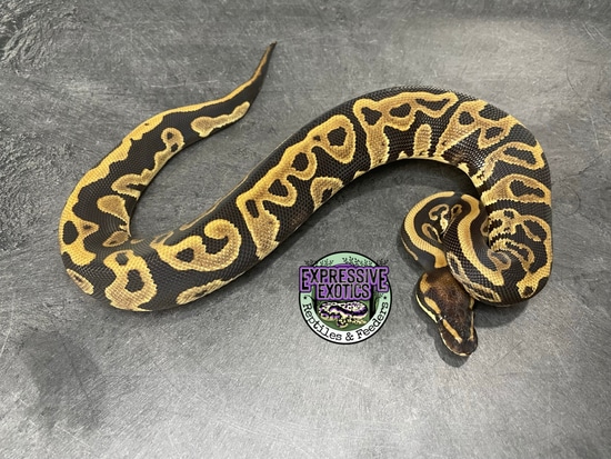 Leopard 100% Dbl Het Desert Ghost / Piebald 50% Het Cryptic Ball Python ...