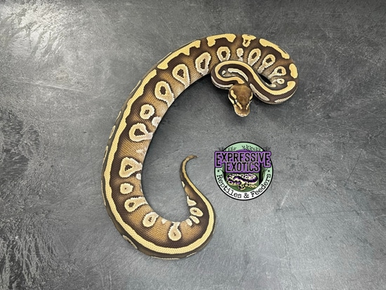 Mojave 100% Het Desert Ghost / Piebald 50% Het Cryptic Ball Python by ...