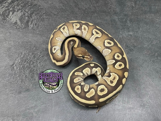 Mojave 100% Dbl Het Desert Ghost / Piebald 50% Het Cryptic Ball Python ...